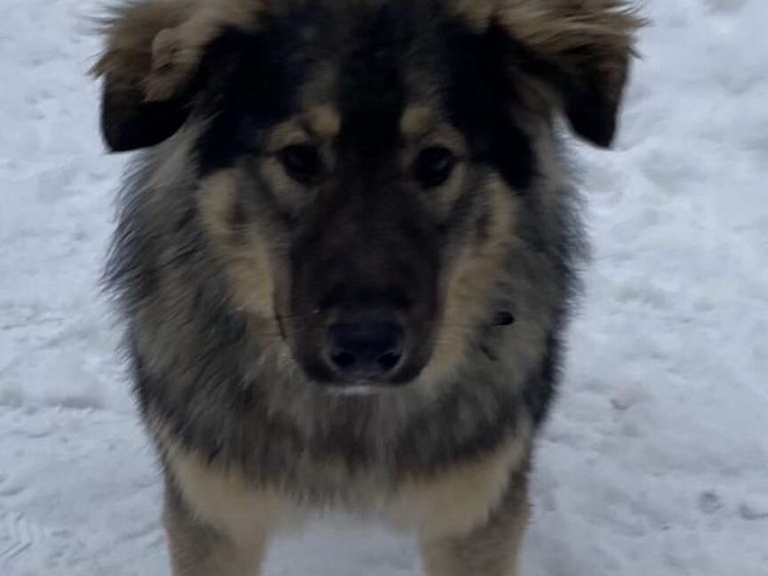 Собака в добрые руки