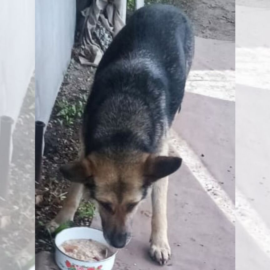 Овчаристые малыши