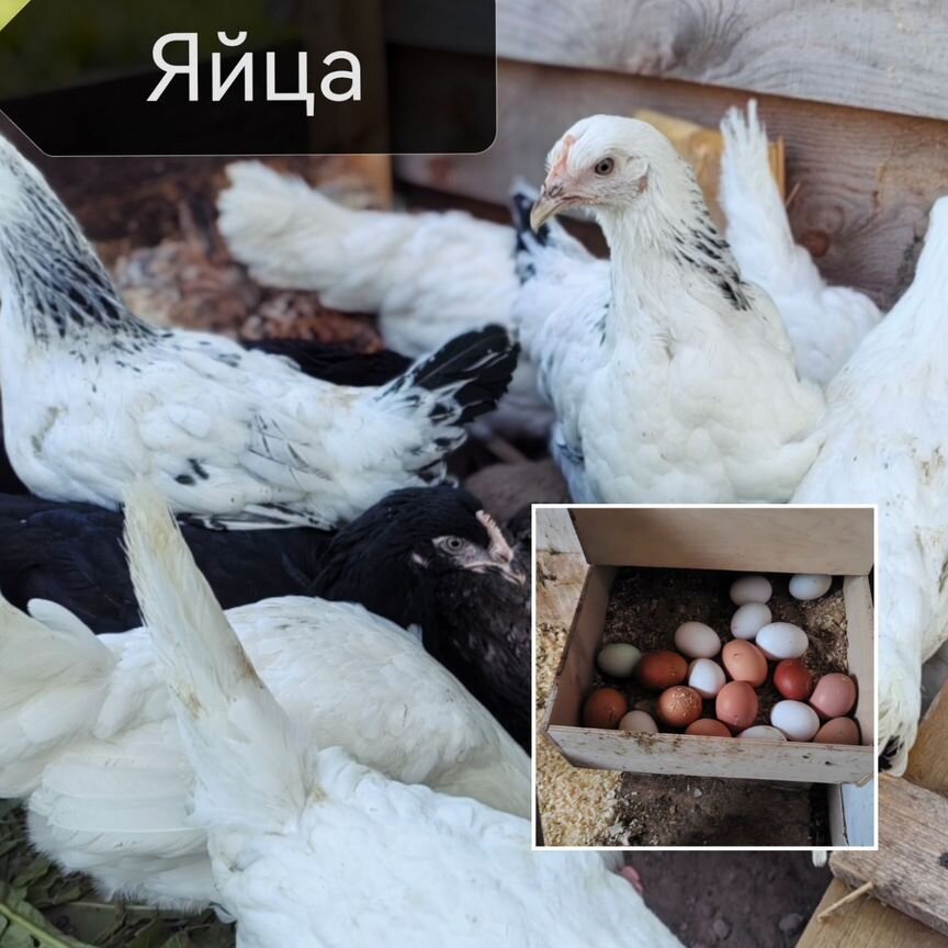 Куры несушки (яички)