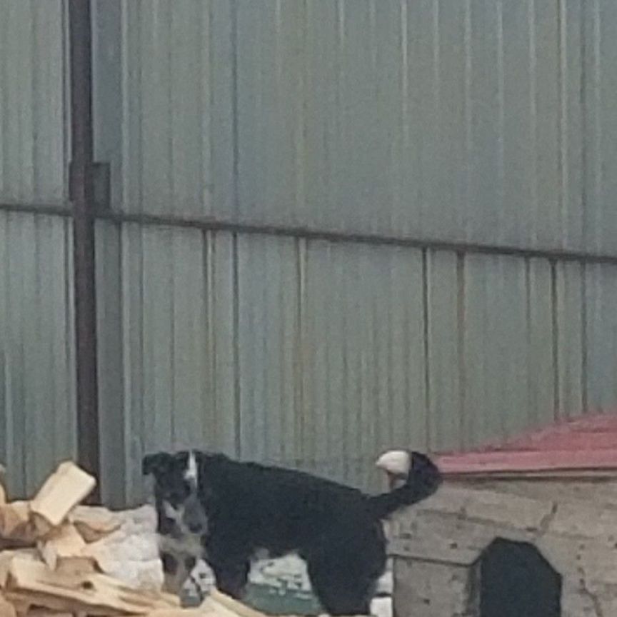 Отдам дворнягу