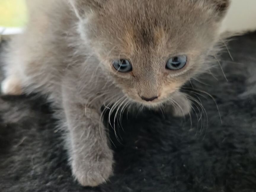 Кошечка Мури