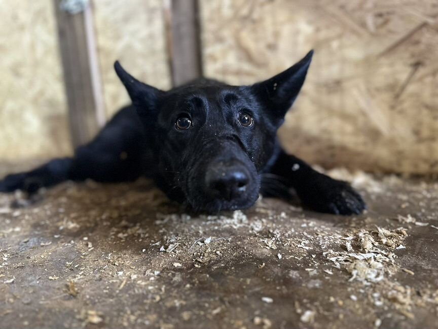 Кобель красавчик