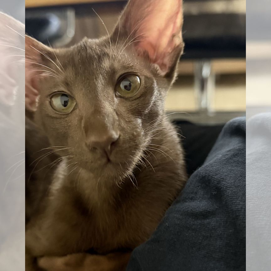 Ориентальный котёнок