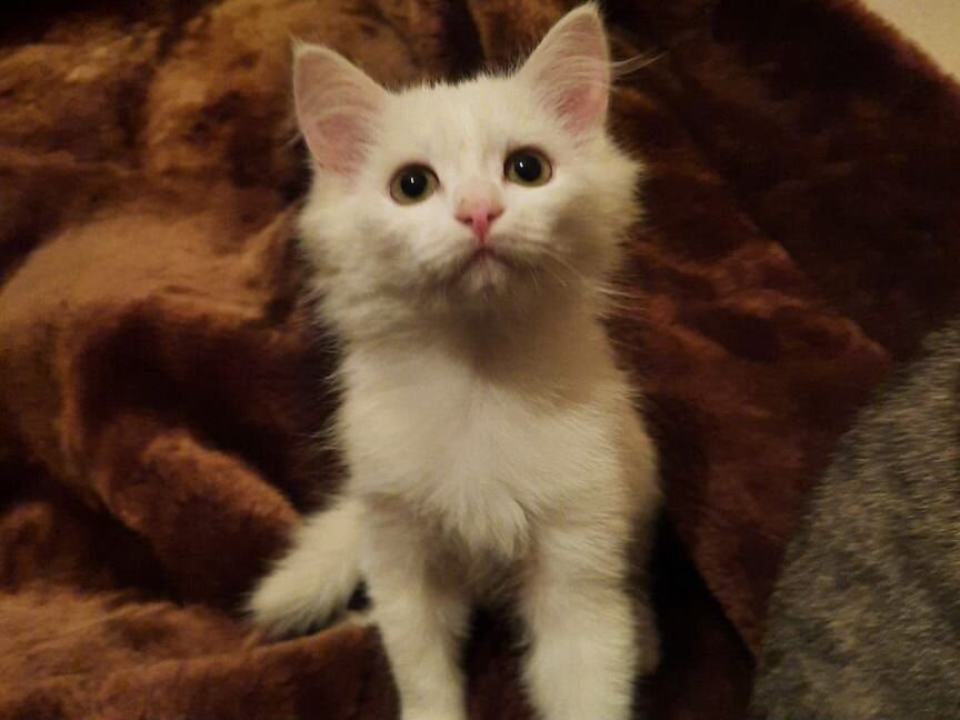 Котята девочки