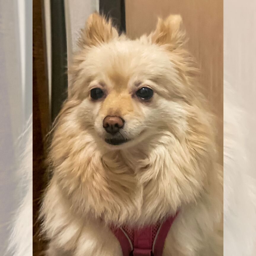 Померанский шпиц, взрослая собака