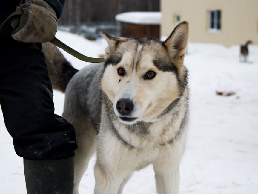 Метис хаски и маламута скоро выпуск на улицу