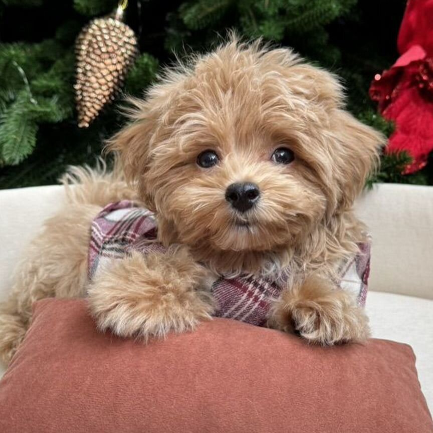 Мальтипу, щенок