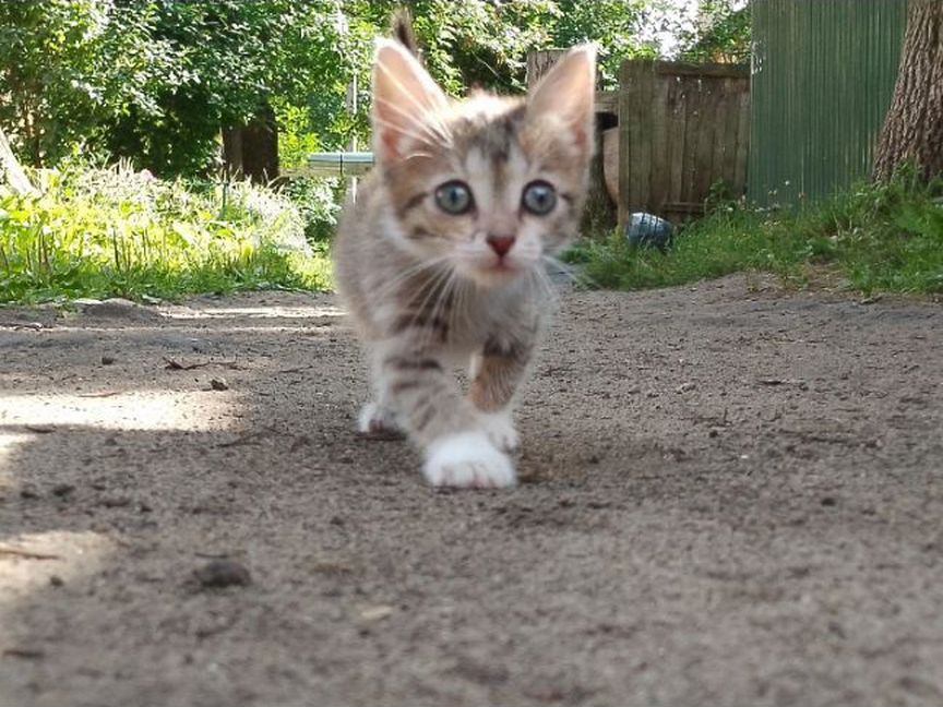 Котёнок