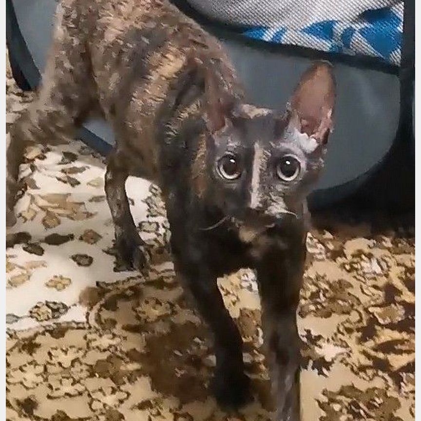 Корниш-рекс