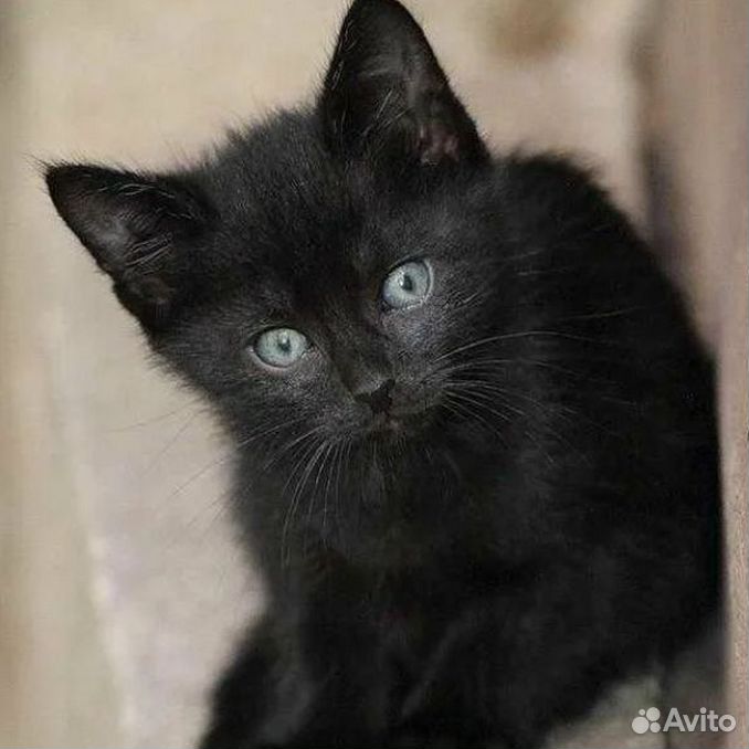 Черненькая кошечка