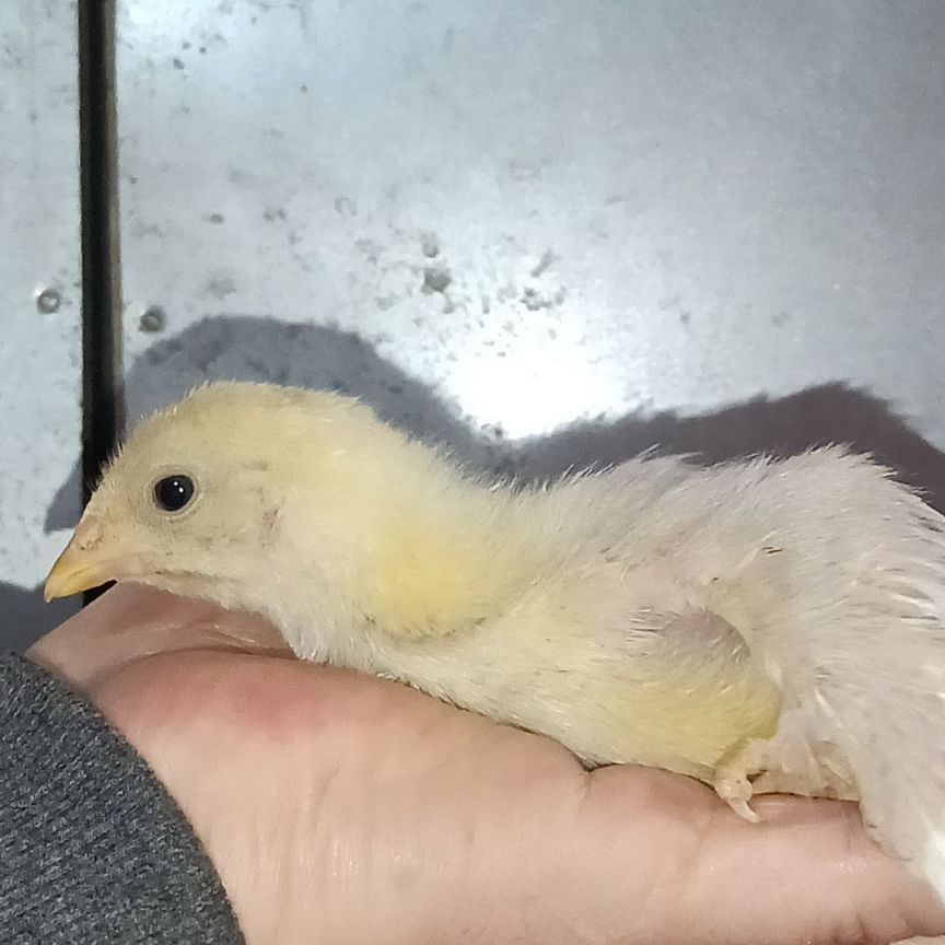 2-х недельные цыплята