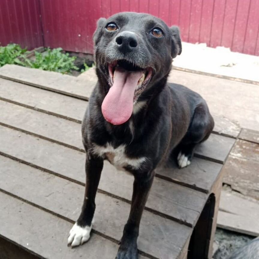 Ищет хозяина лучший друг