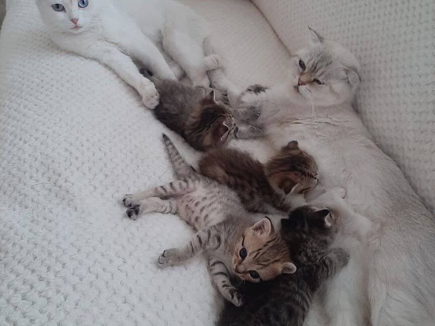 Котятки в добрые руки