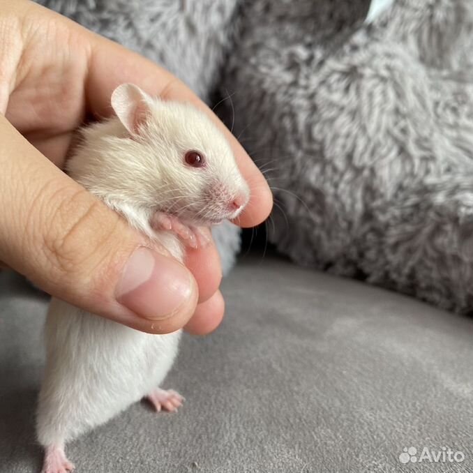 Сирийский хомяк малыши