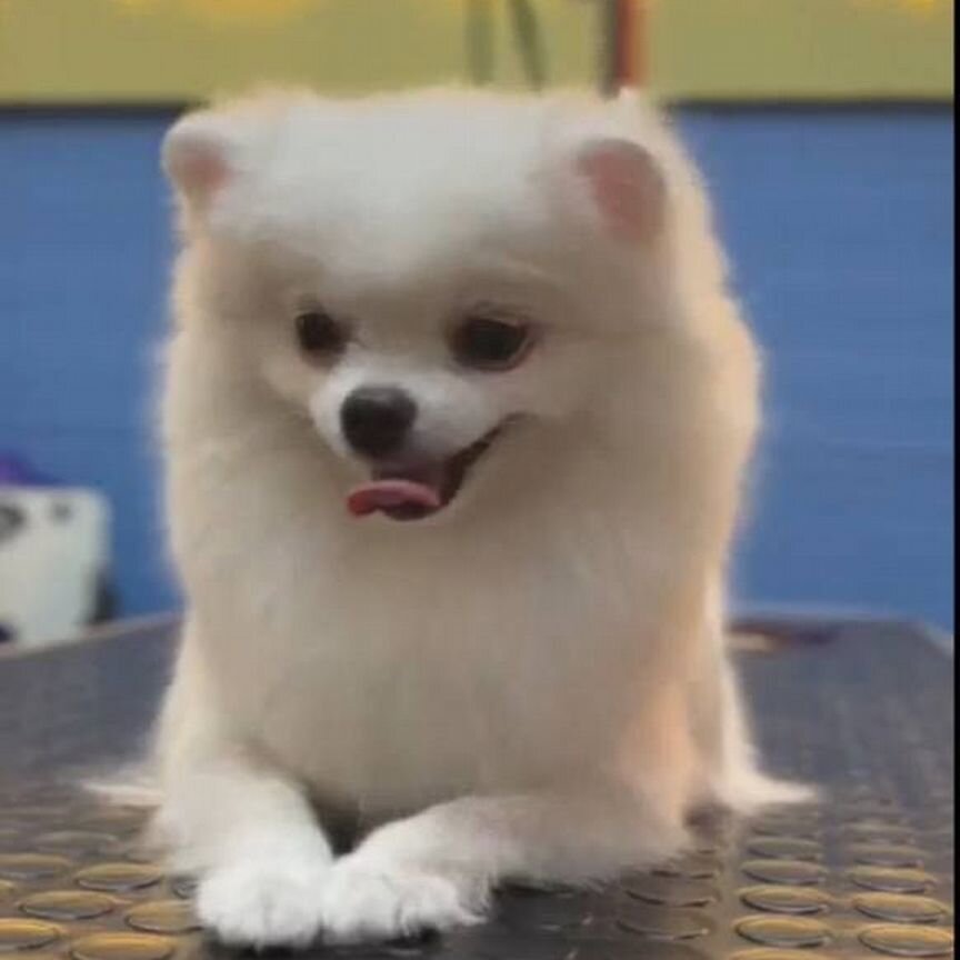 Померанский шпиц