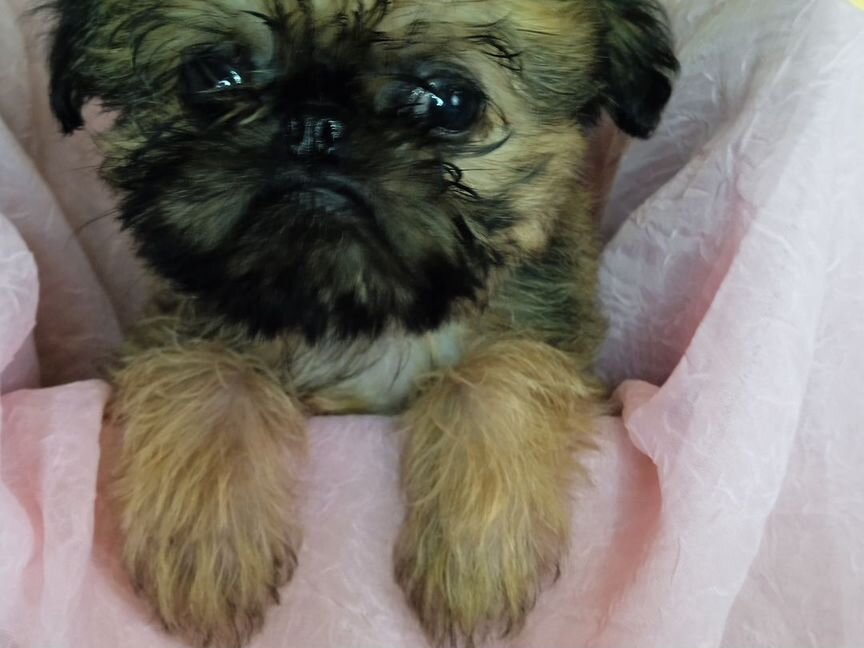 Щенки бельгийский гриффон