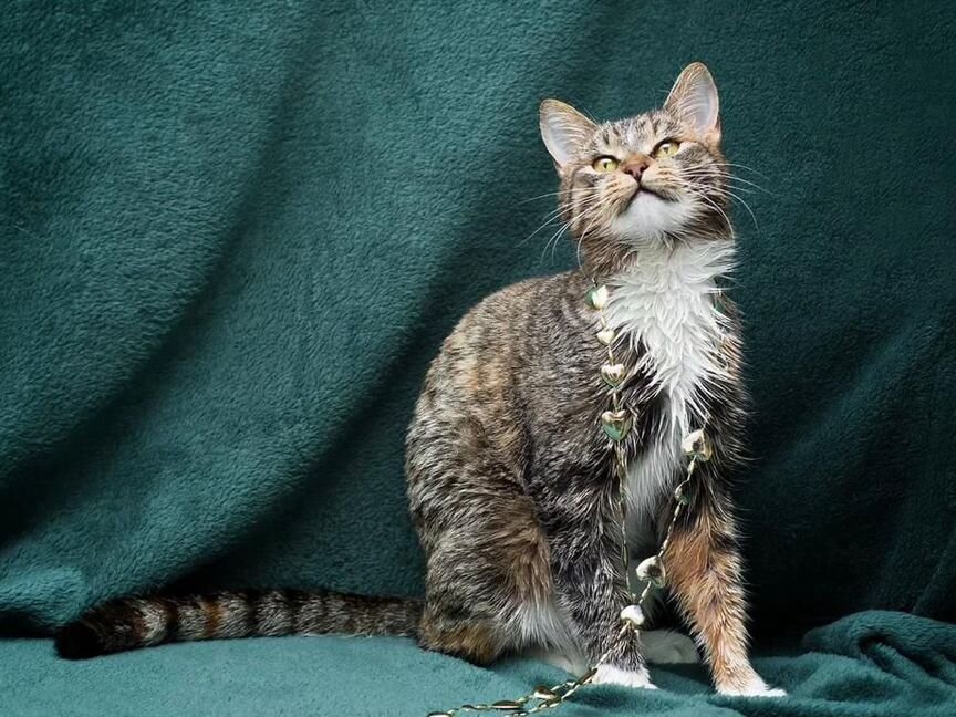 Кошка Пироженка, охотница и игрунья