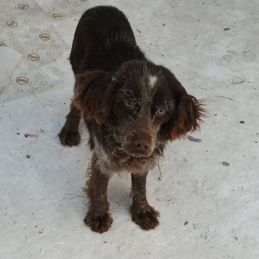 Русский охотничий спаниель, щенок