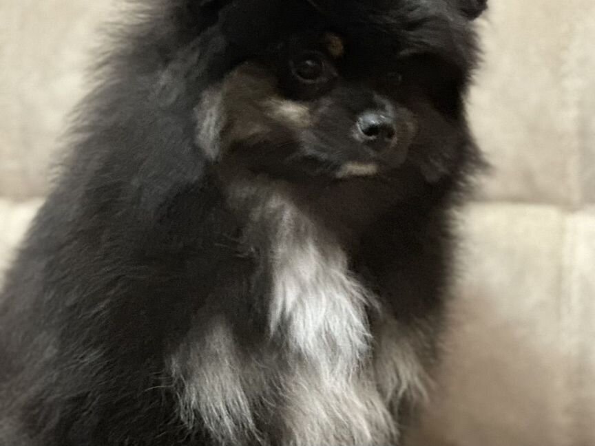 Готов к продаже щенок