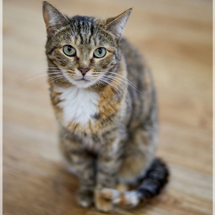 Взрослая, Девочка кошка в добрые руки