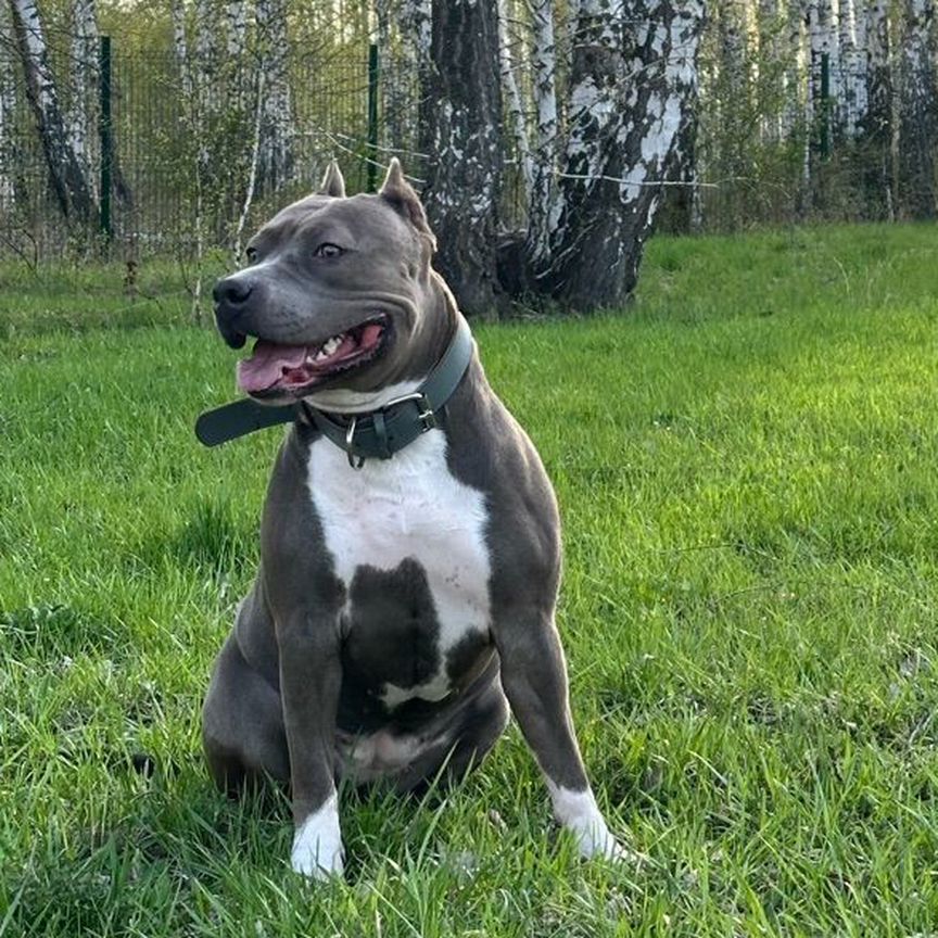 Американский стаффордширский терьер, взрослая собака