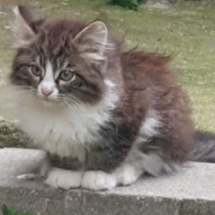 Котенок в добрые ручки