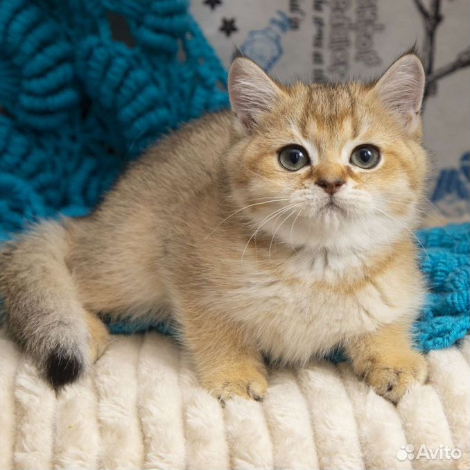 Кошка британочка, золотая шиншилла