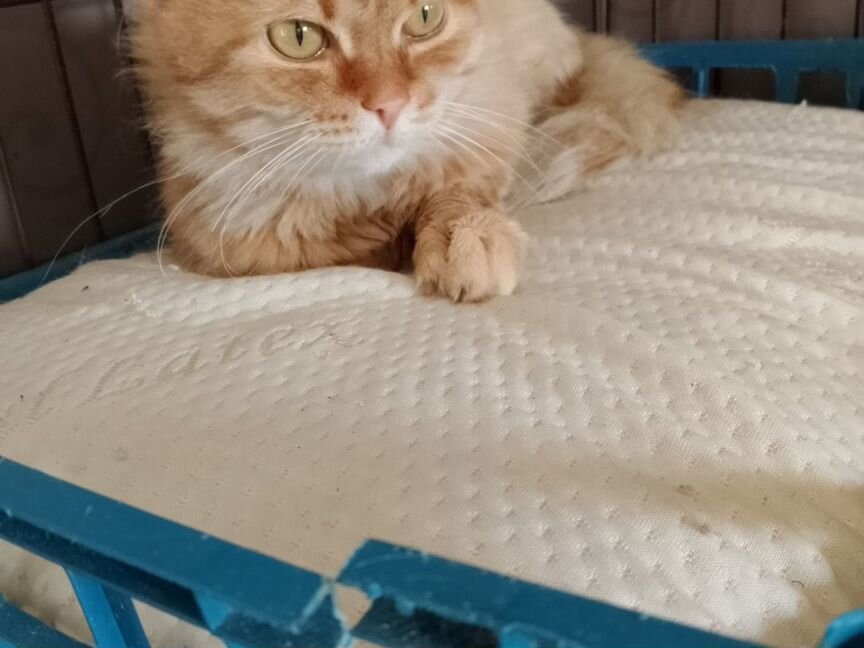 Кот Рыжик ищет семью