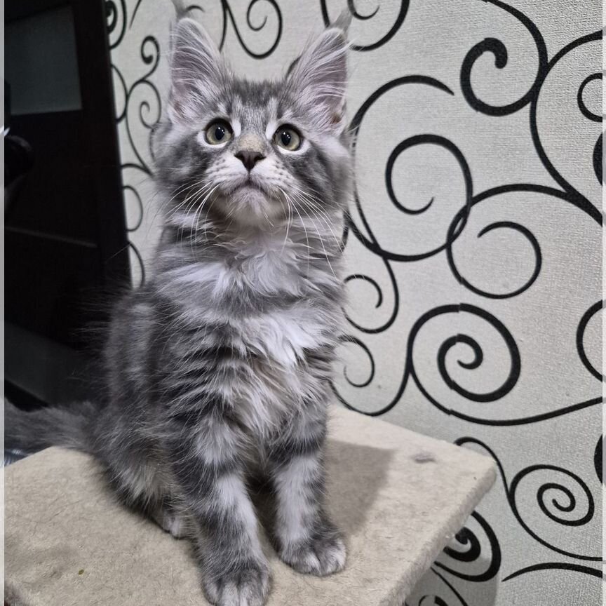 Мейн-кун котёнок