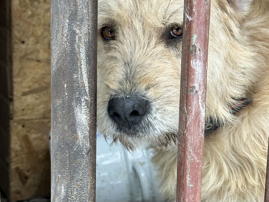 Собачка из приюта ищет дом