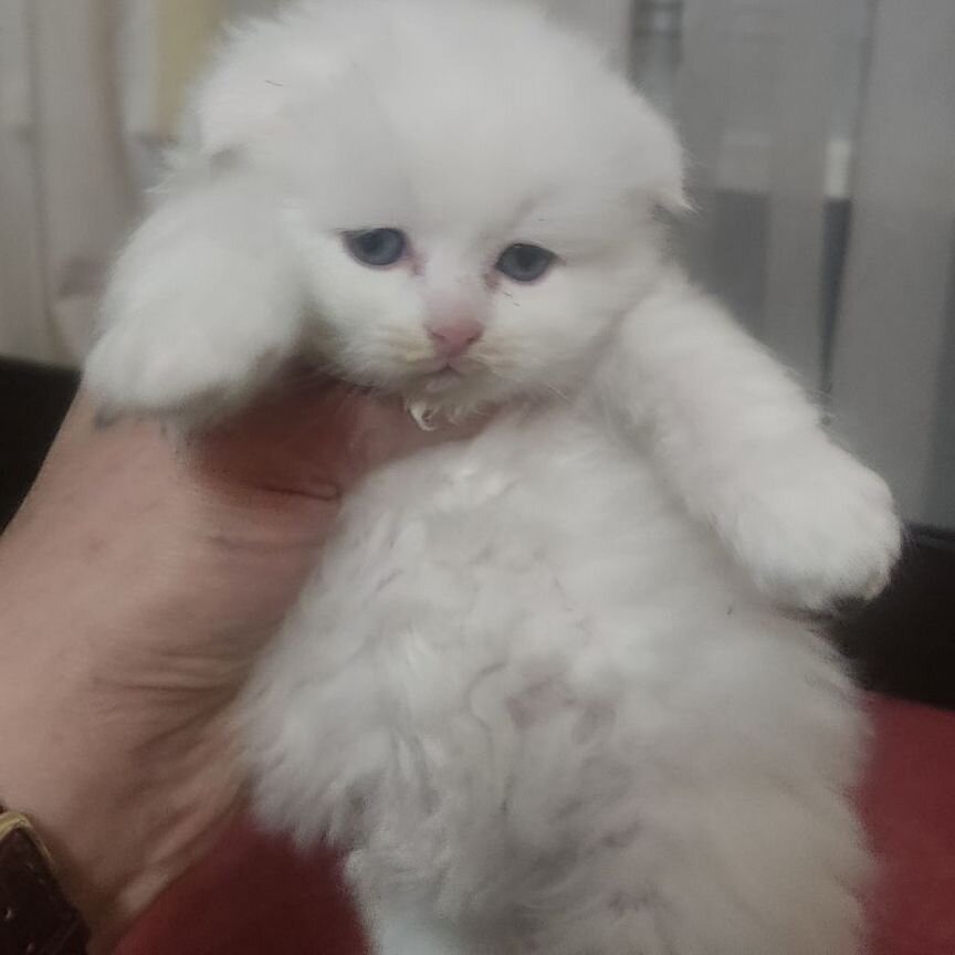 Шотландский вислоухий короткошёрстный котёнок