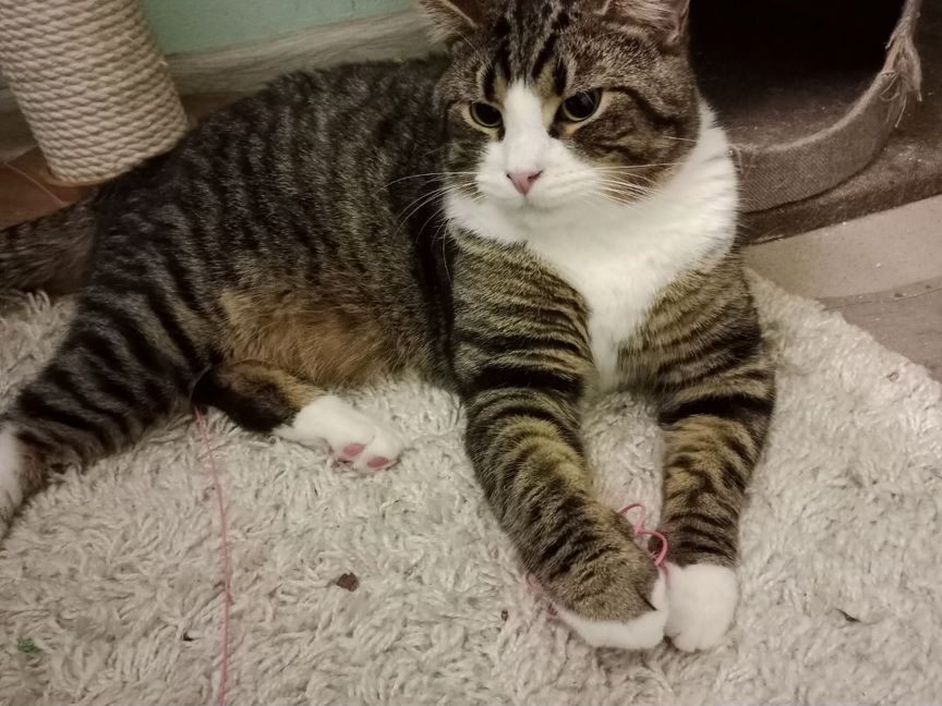 Молодой кот - ласковый игрун