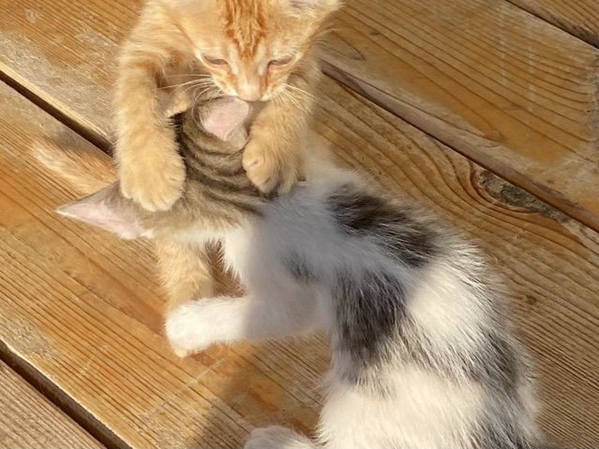 Котята в добрые руки