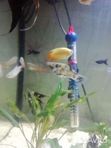 Гурами медовый