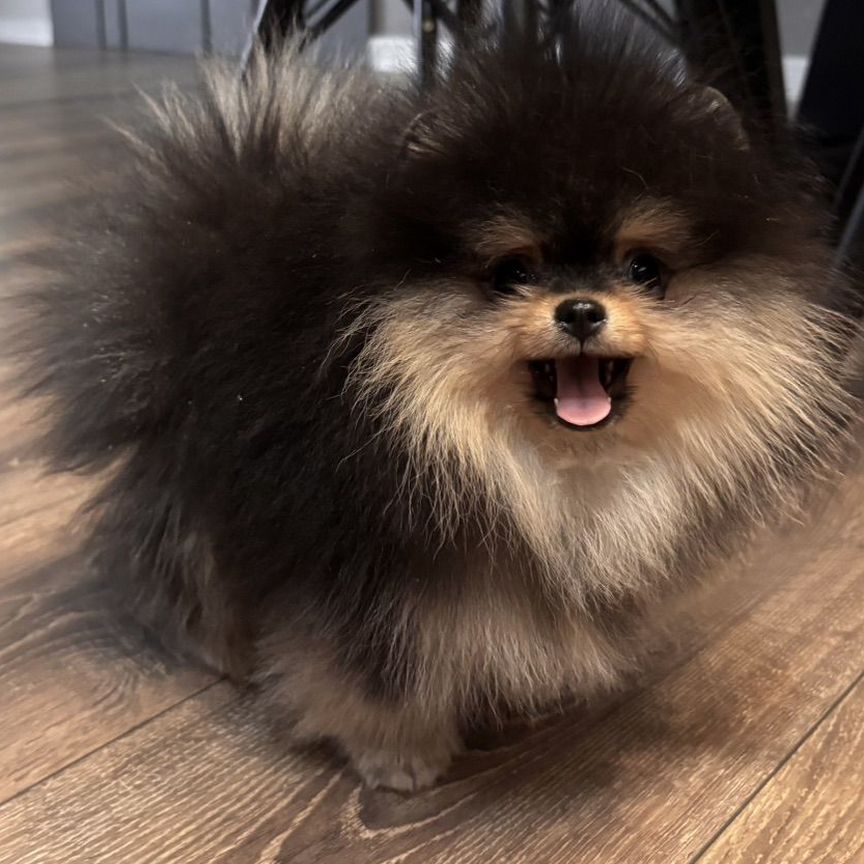 Померанский шпиц, щенок