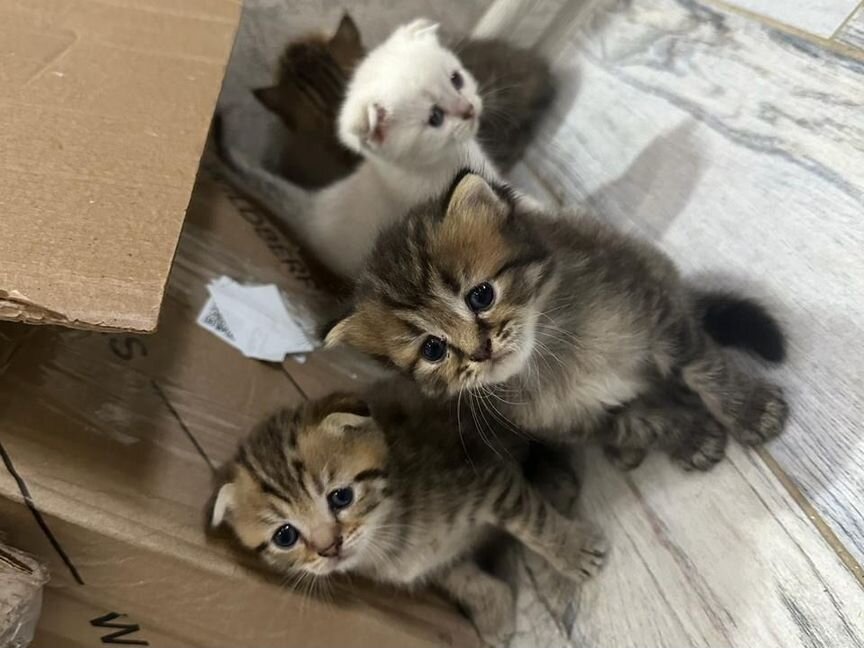 Шотландские котята