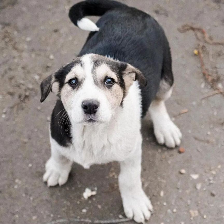 Щенки погибнут на улице