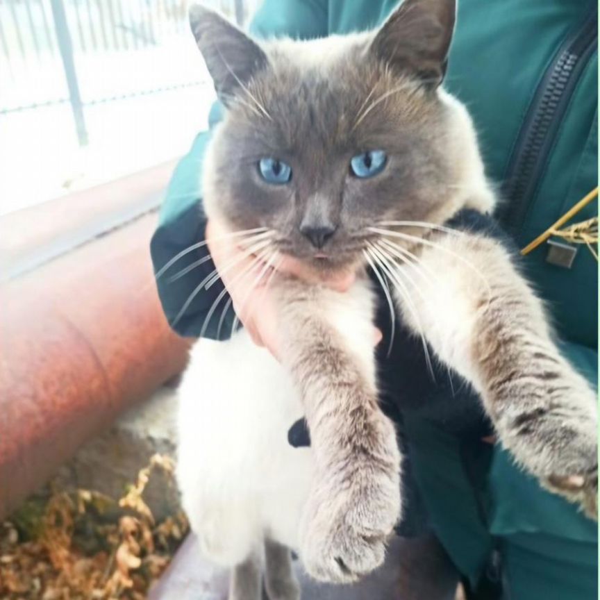 Голубоглазый котик