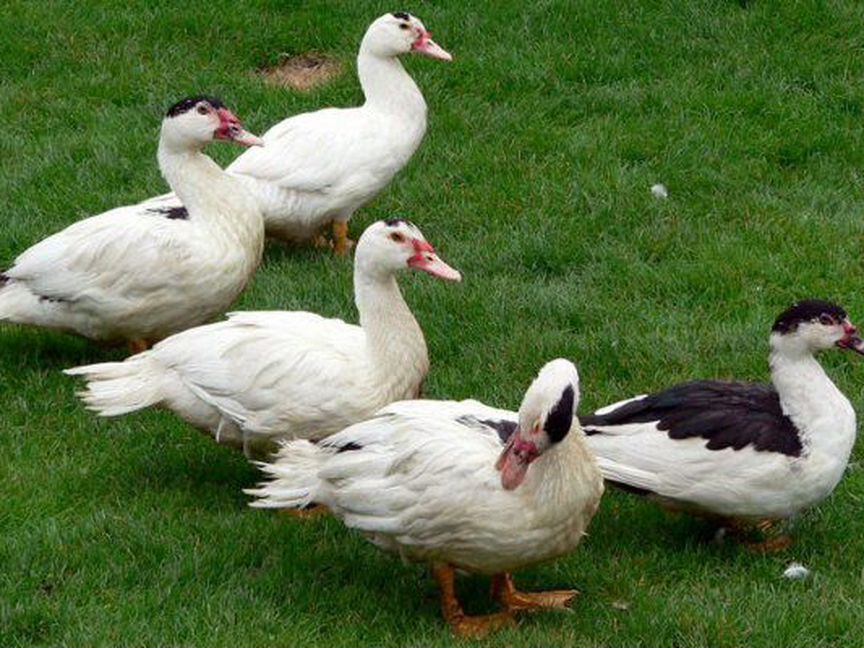 Тушка индоутки