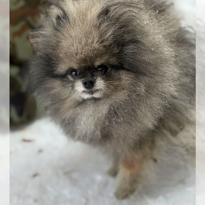 Померанский шпиц, взрослый пёс