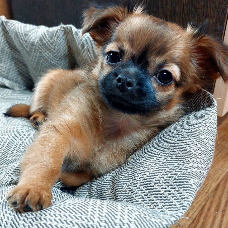 Чихуахуа, щенок