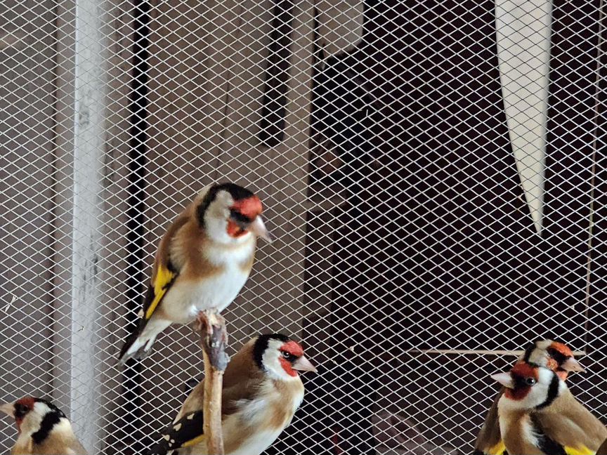 Птица щегол