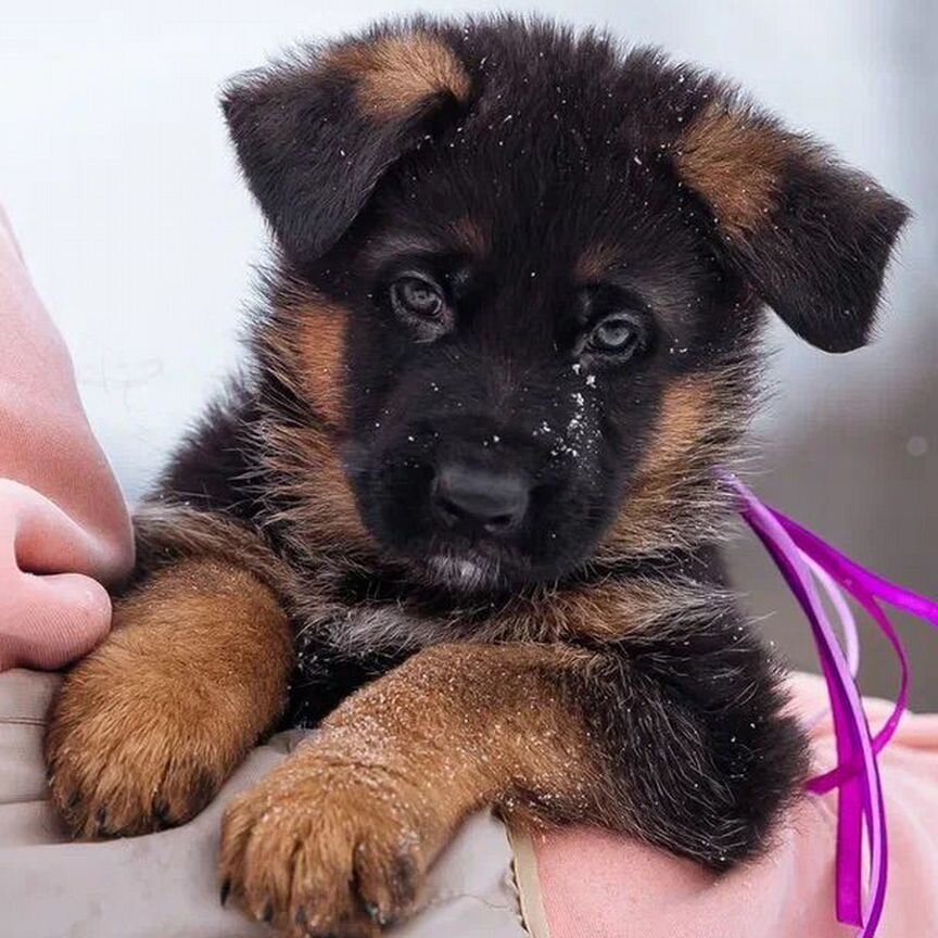 Немецкая овчарка, щенок