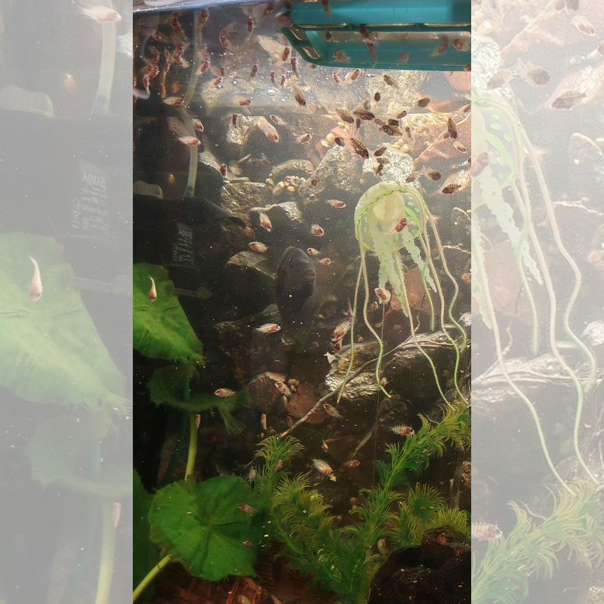 Цихлазома чернополосая