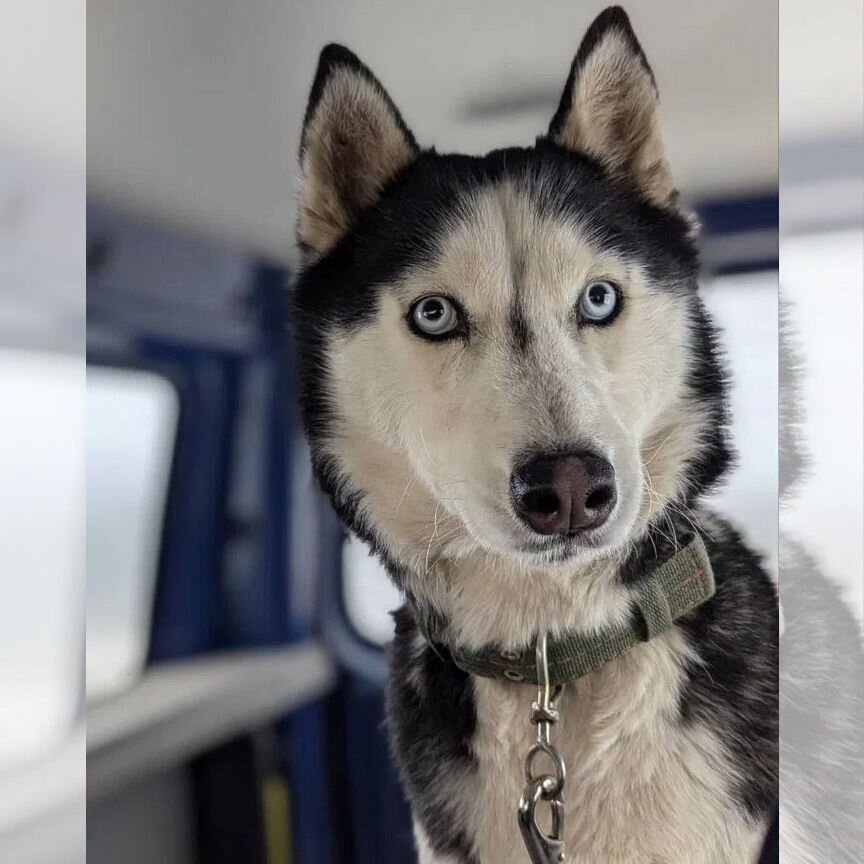 Сибирский хаски, взрослая собака из приюта