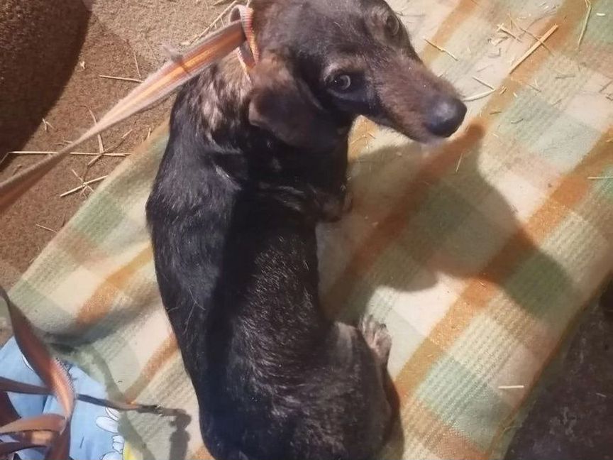 Такса Марсель ищет семью