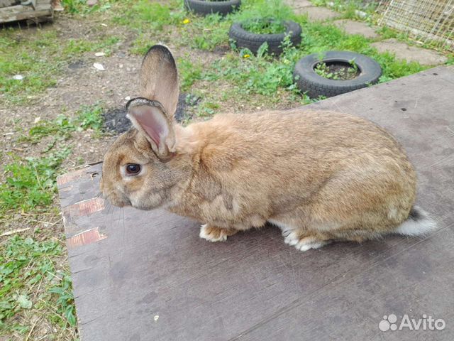 Кролик и крольчата