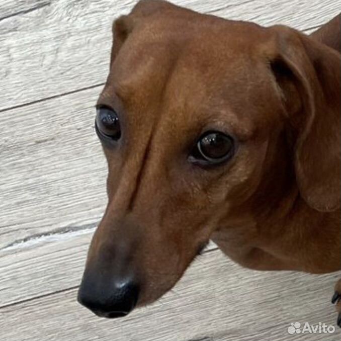 Такса миниатюрная