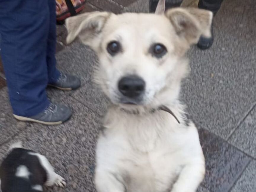 Ива ищет дом, собака в добрые руки