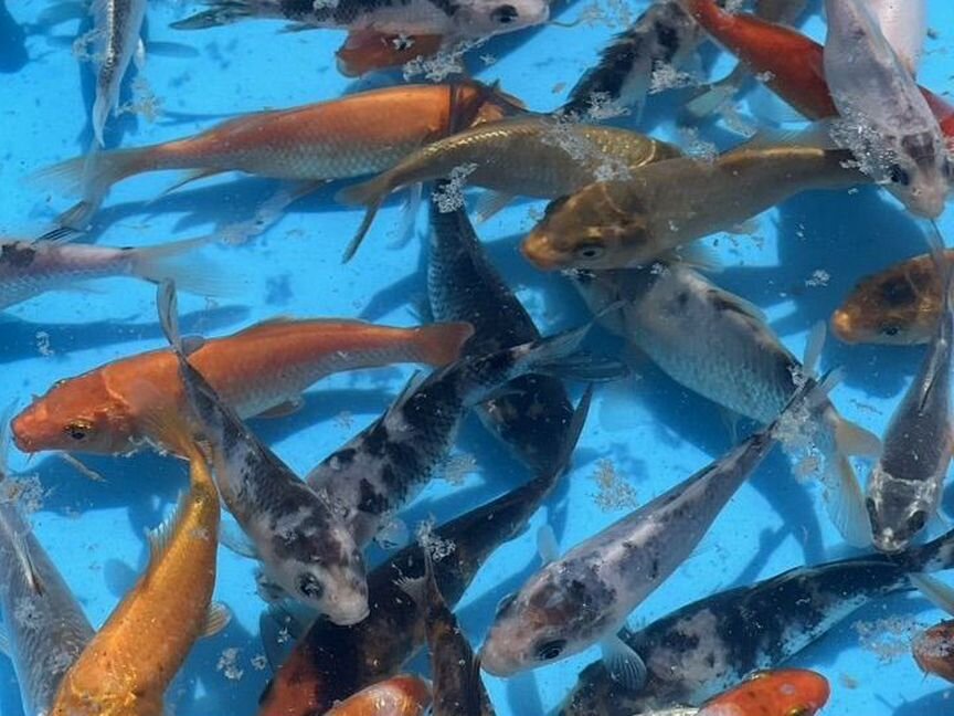 Рыба карп кои